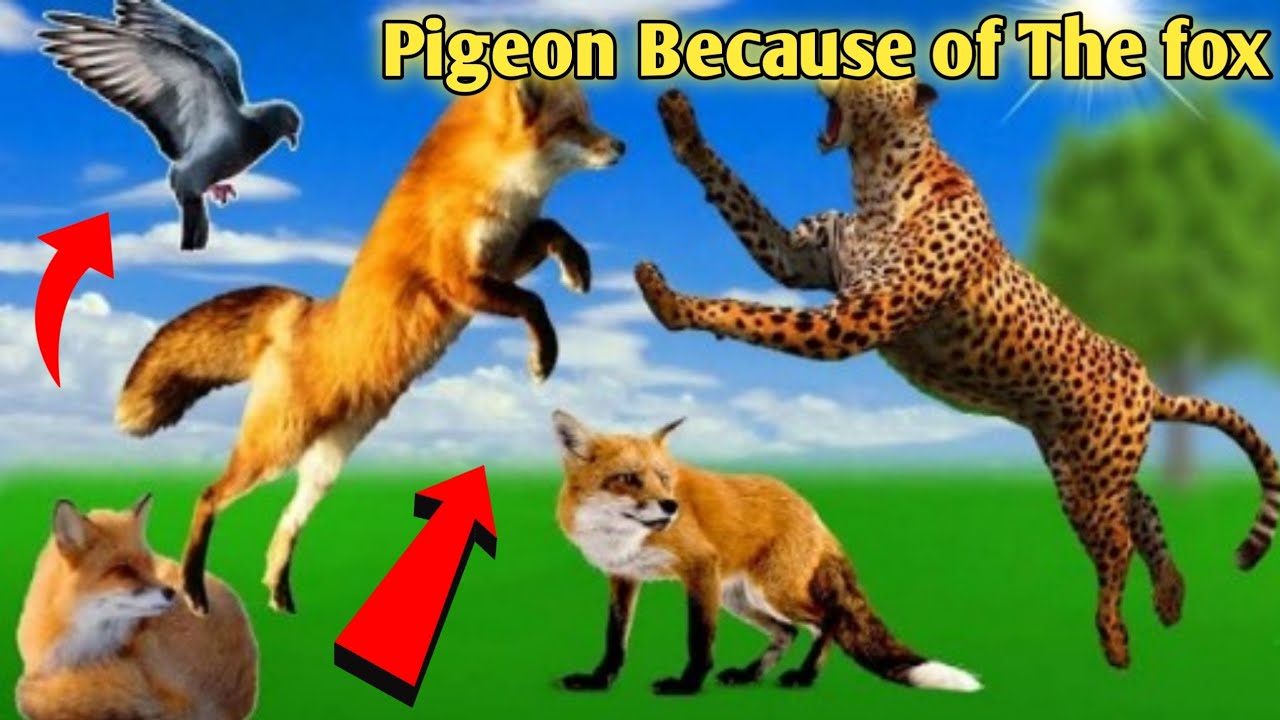 Pigeon because of the fox | A fox cleverly saved the lives of her ...