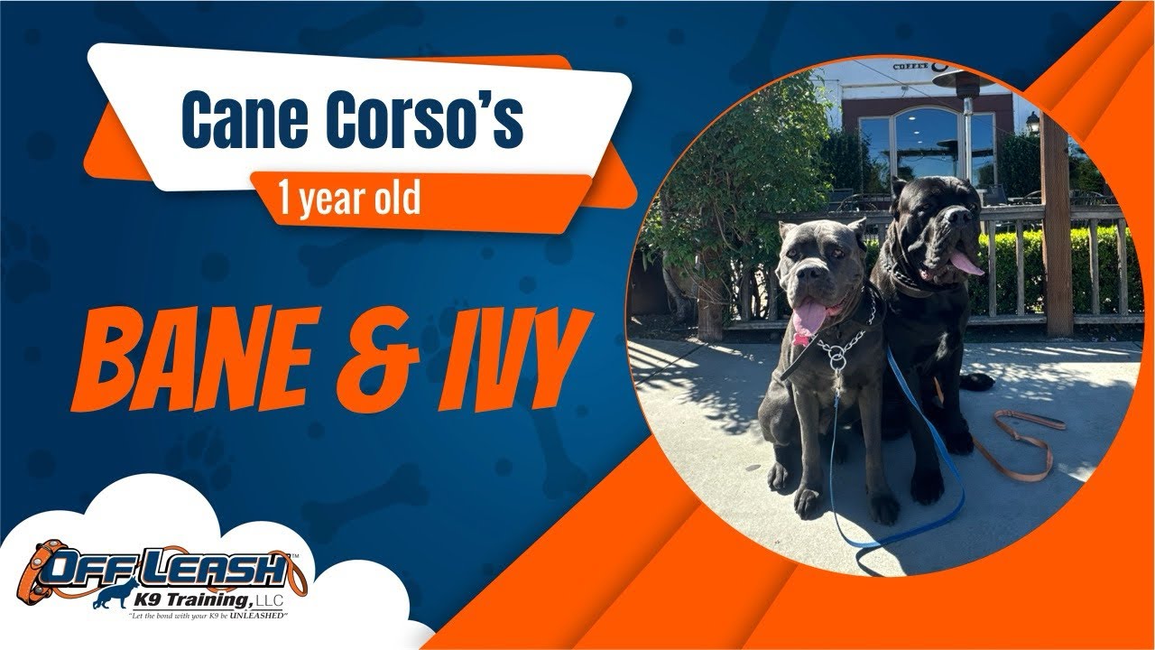 Best Cane Corso Dog Training | Hollister | Bane & Ivy - YouTube