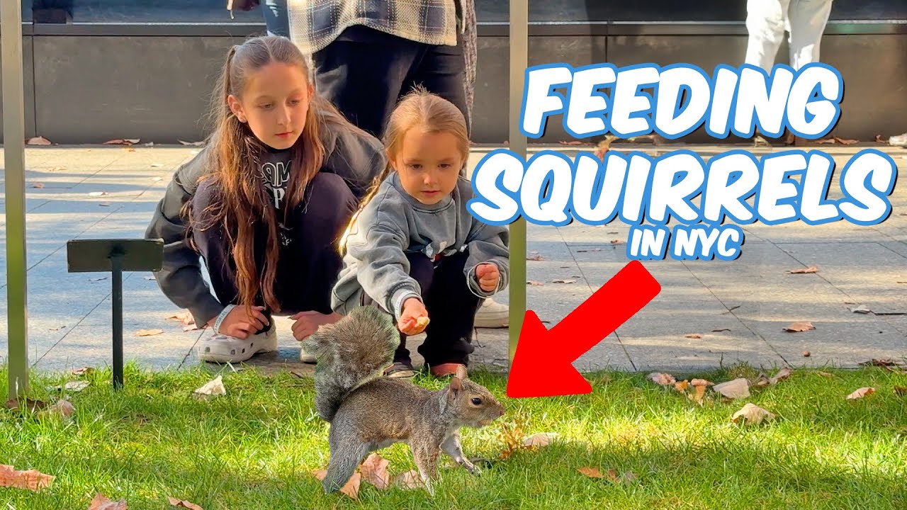 Feeding Friendly* Squirrels in New York City! 🐿️ - YouTube