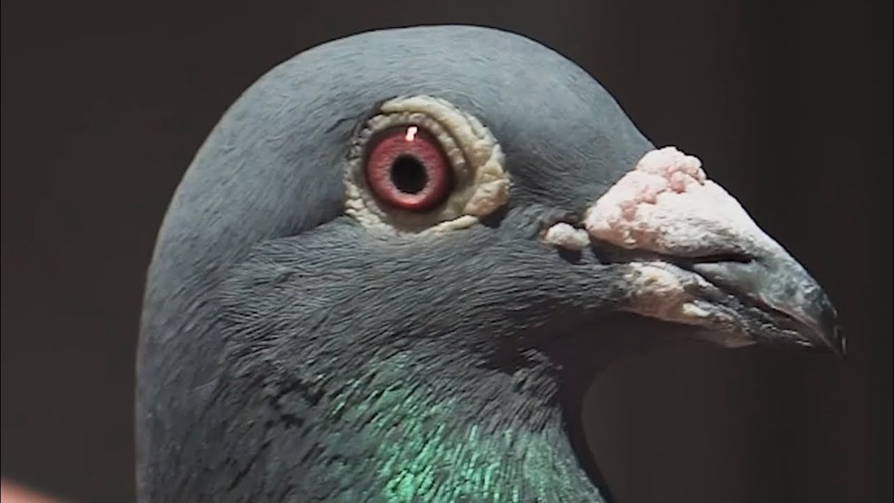 Roger Lowe showing us one of his best pigeons in 2023! - YouTube