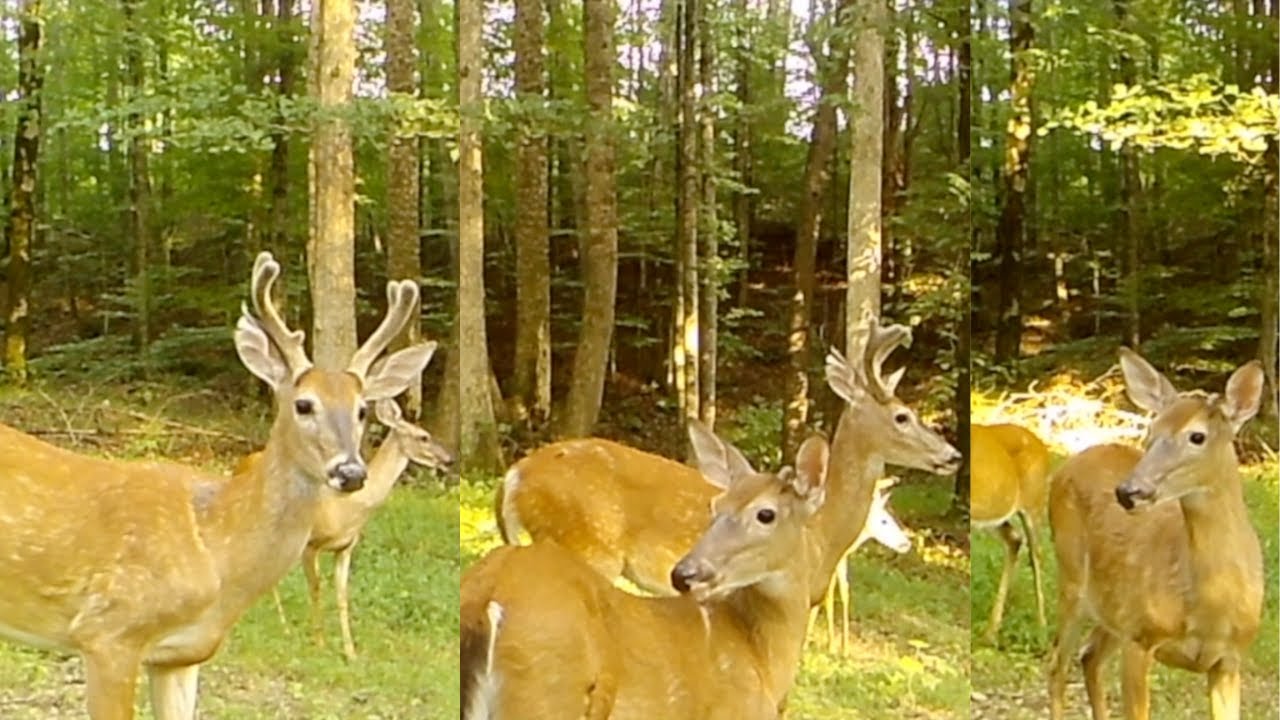 2 Hours Of RELAXING Trail Camera Videos! | White-tailed Deer! - YouTube