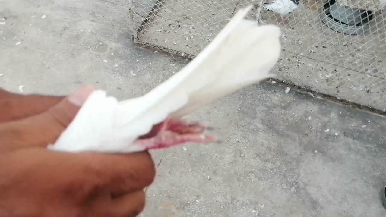 Sialkoti Motion wali Kabutri Pakri | Bemisal Parwazi Kabutri | Pigeons ...