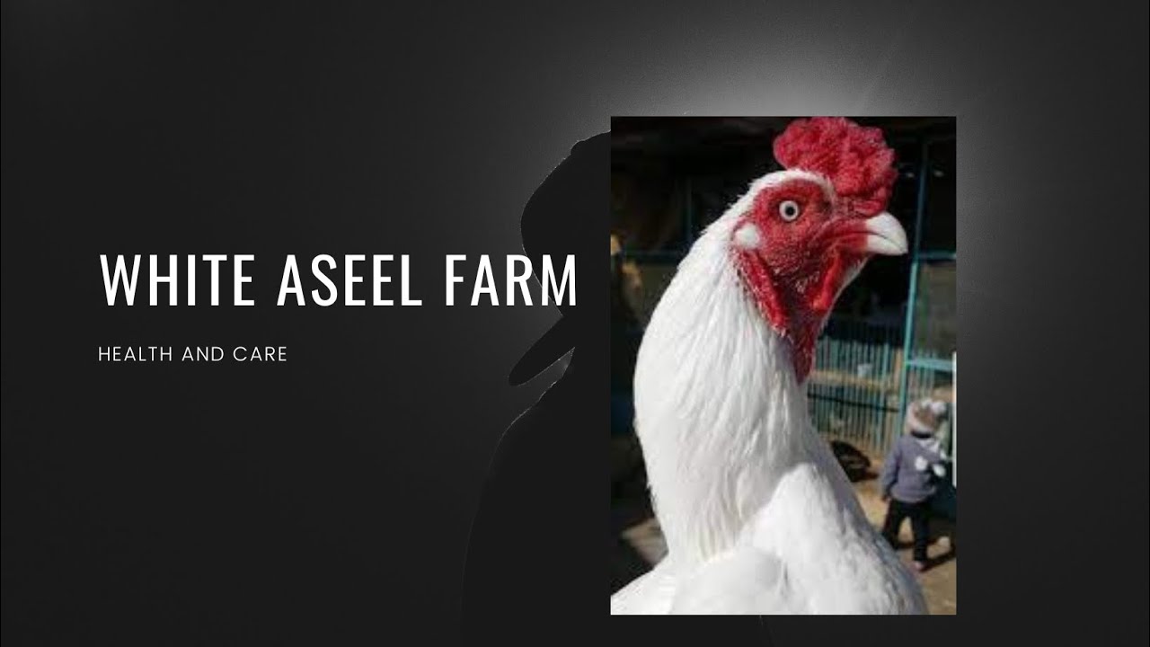 Aseel farm setup | Aseel setup ka shoq kare | SHOQEEN LOOG - YouTube