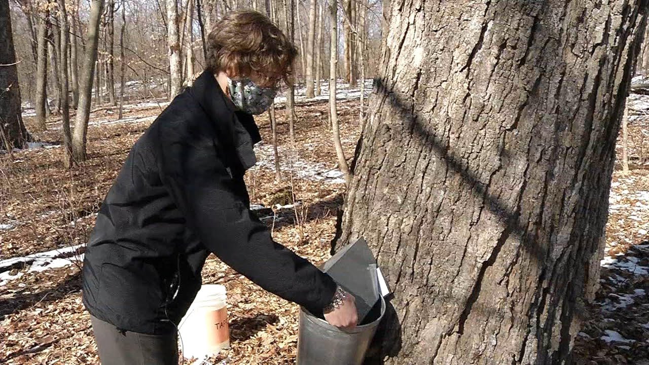 Time to Make Maple Syrup, ‘This is Our Spring Ritual’ - YouTube