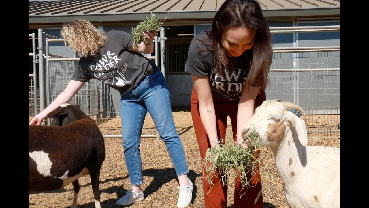 Animal Cruelty PSA - YouTube