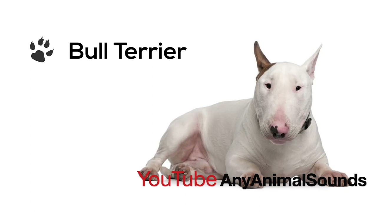 Bull Terrier Barking ( Dogs Barking Sounds To Make Your Dog REACT, Dog ...