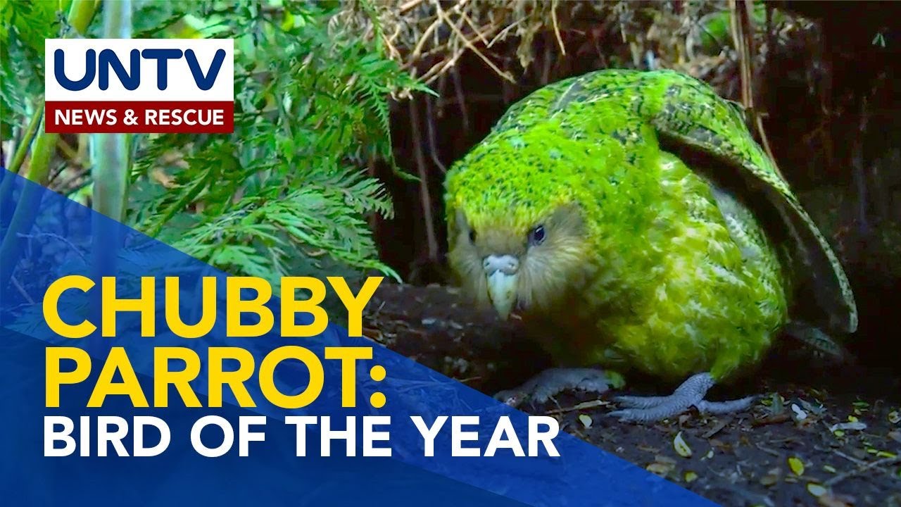 Chubby at cute na parrot, itinanghal na bird of the year sa New Zealand ...