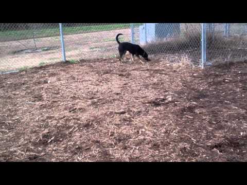 Meet Carmen a Retriever Labrador currently available for adoption at Petango.com! 12/18/2011 1:04:2