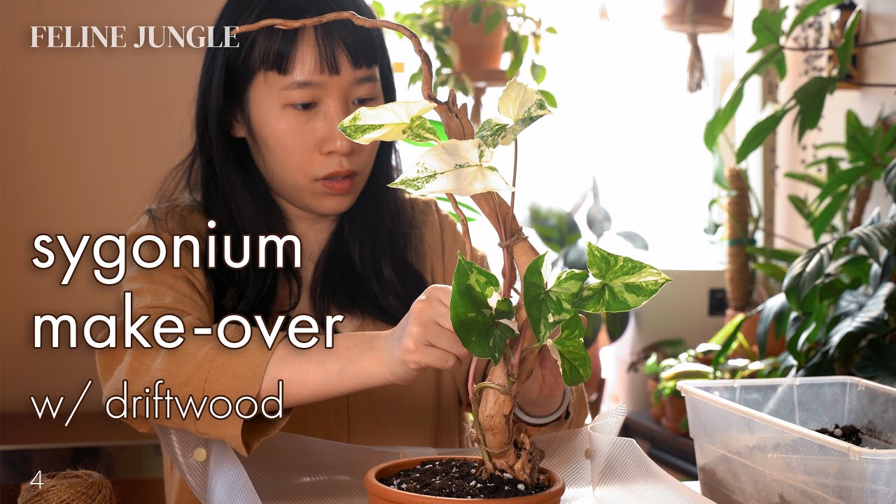 Growing Plants on Driftwood DIY Idea | Variegated Syngonium Albo ...