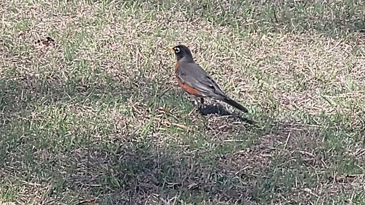 SHE TALKS TO BIRDS IN REAL LIFE 💚 #BirdNerd #NaturallyDaO - YouTube