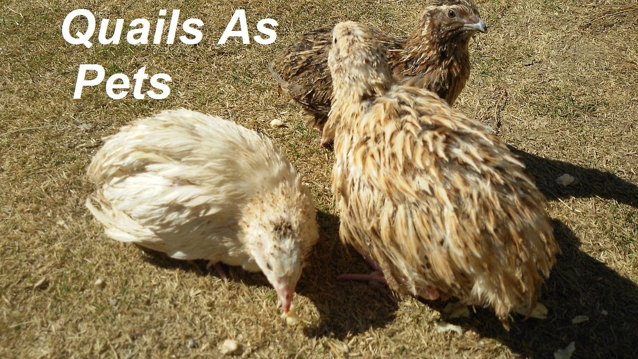 My 3 Quails - Quails As Pets - YouTube