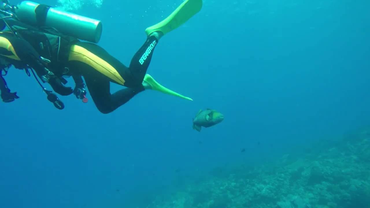 Titan Triggerfish encounter - YouTube