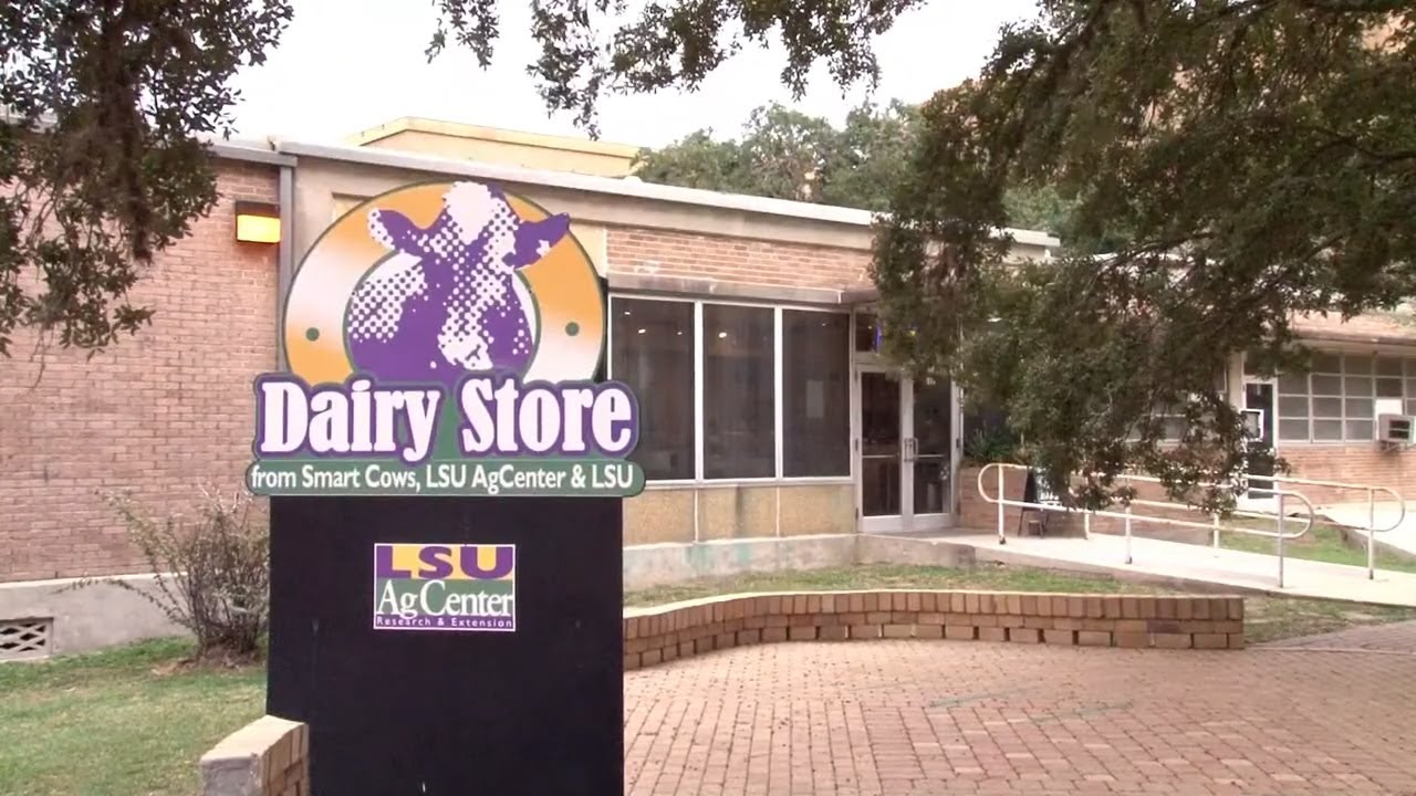 LSU Dairy Store: A sweet transition into a temporary home - YouTube