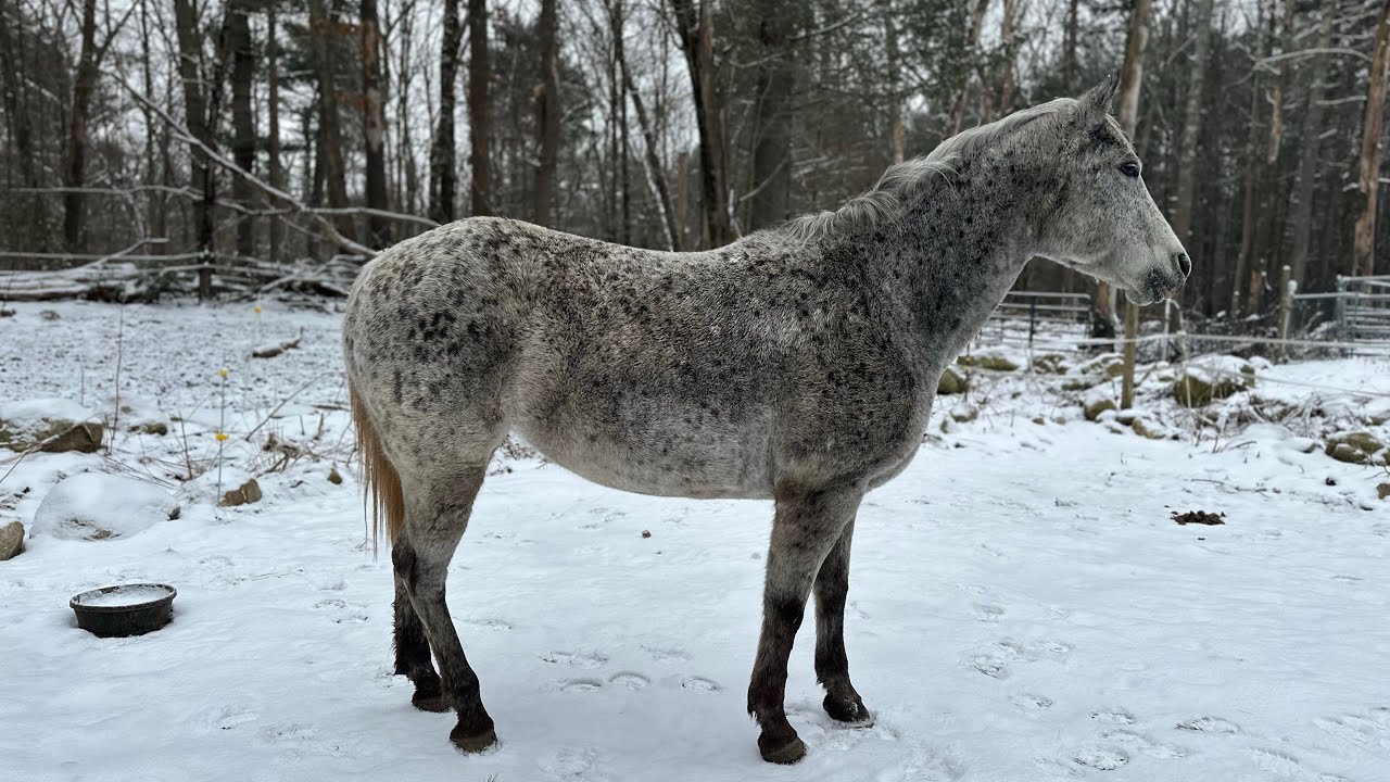 13 year old Appy mare for sale in Upton Ma - YouTube