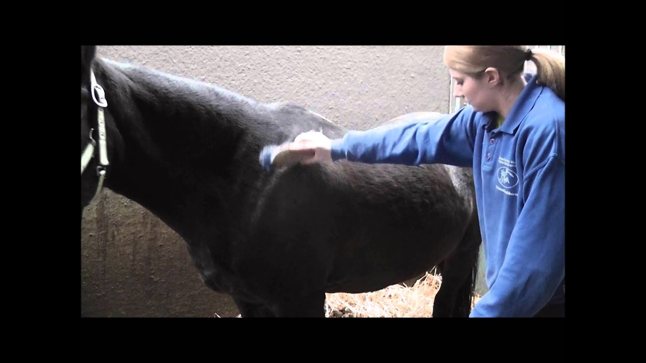Een paard poetsen bij manege Prinsenbankhoeve Wijchen - YouTube