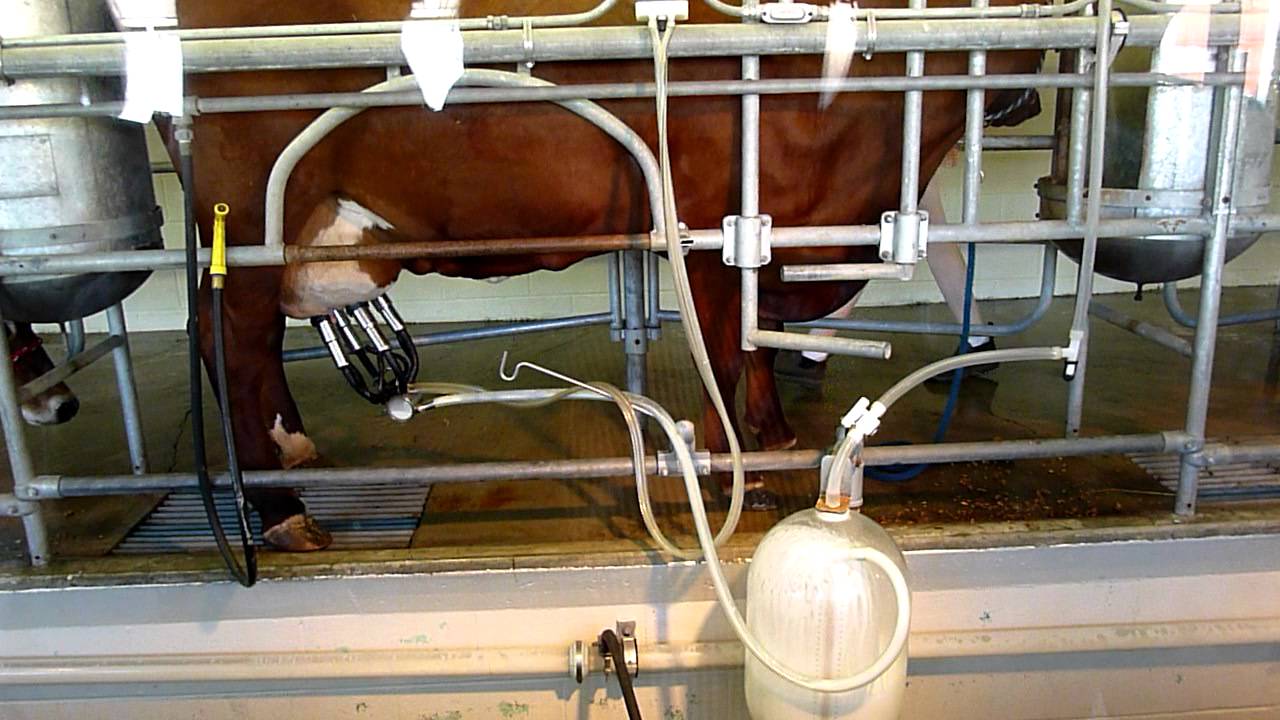 Clark County Fair Milking Cow with 5 Tits....What Hormones Caused that ...