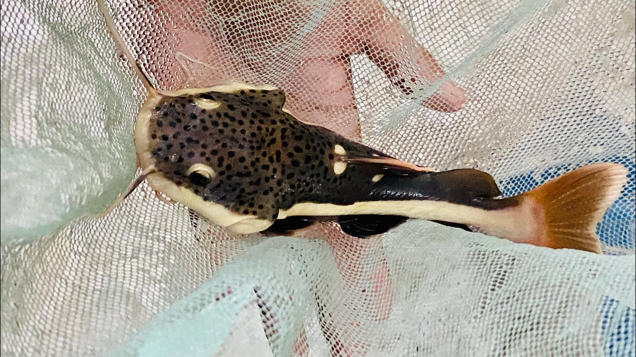 kolathur Fish market vlog| Unboxing Alligator And Red Tail Catfish ...