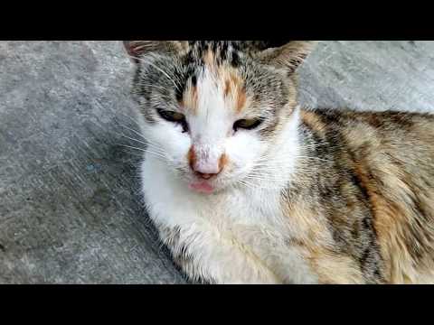 Ketemu si kucing yang ngiler terus menerus si "drooling"