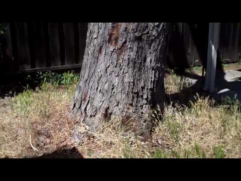 What Is Killing My Silver Maple Tree