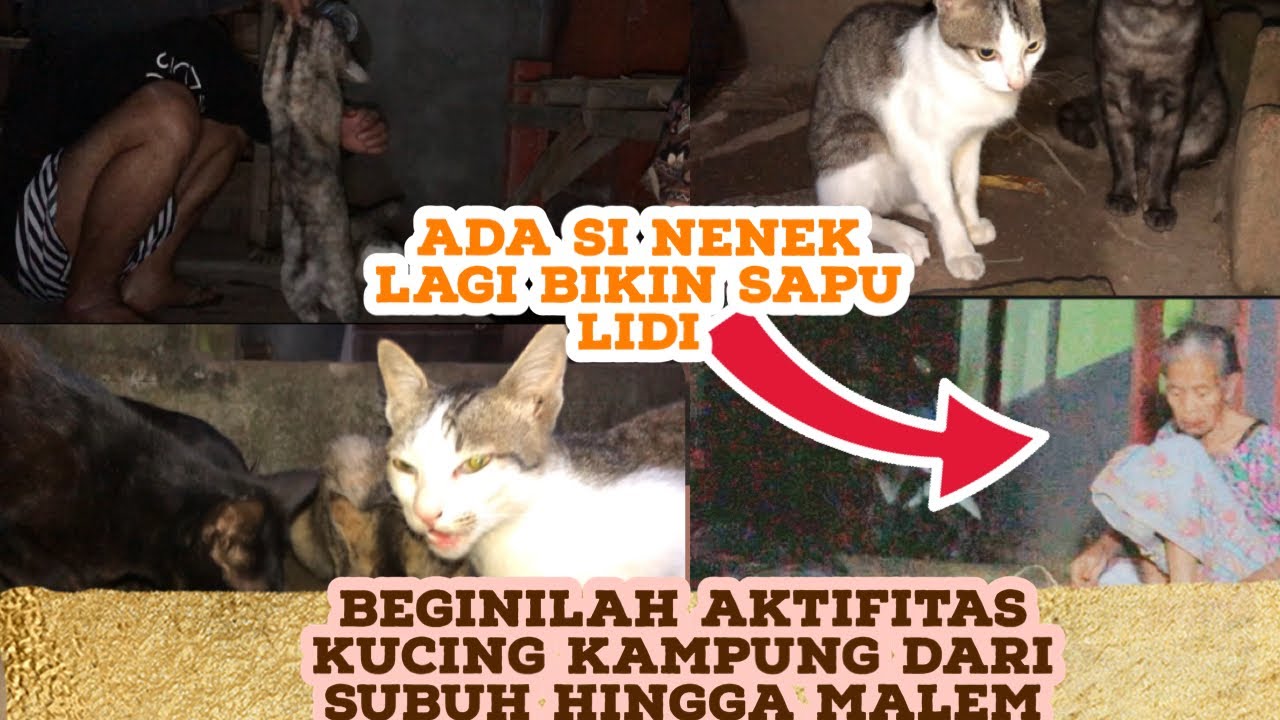 Beginilah Keseharian dan Aktifitas Kucing Preman Kampung Mulai dari ...