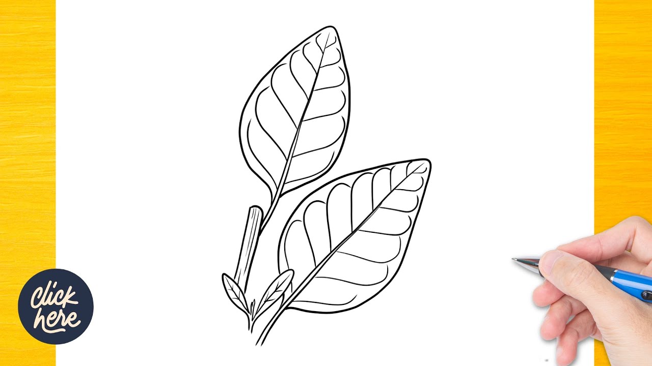 How to draw Tobacco Leaf - YouTube