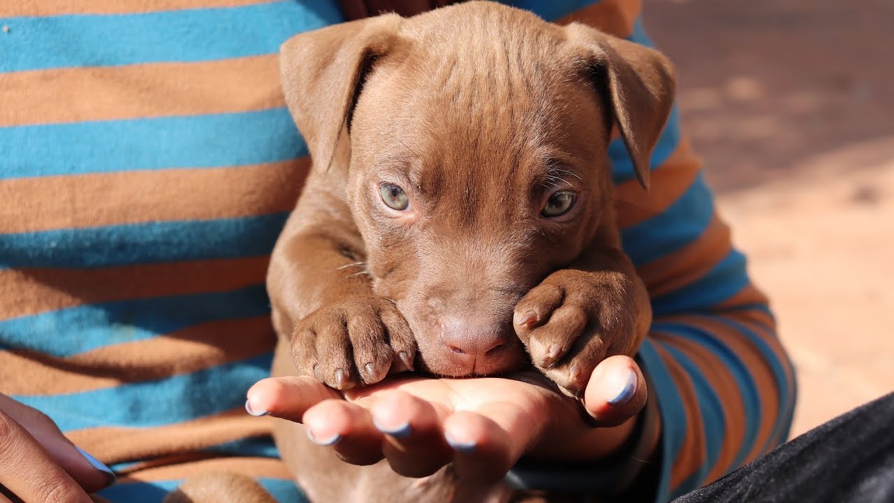 pit bull dog giving birth | The birth of sweet puppies - YouTube