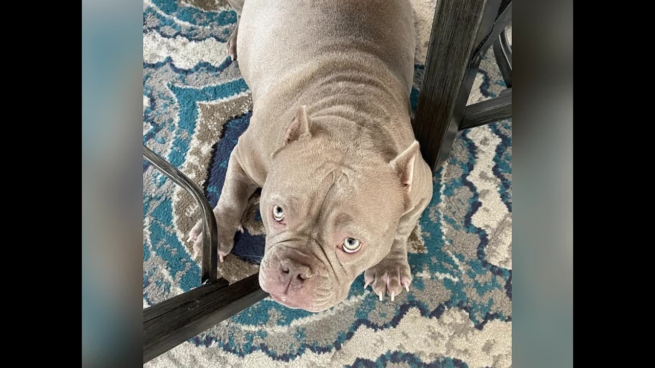 Dogs of WANE 15 - YouTube