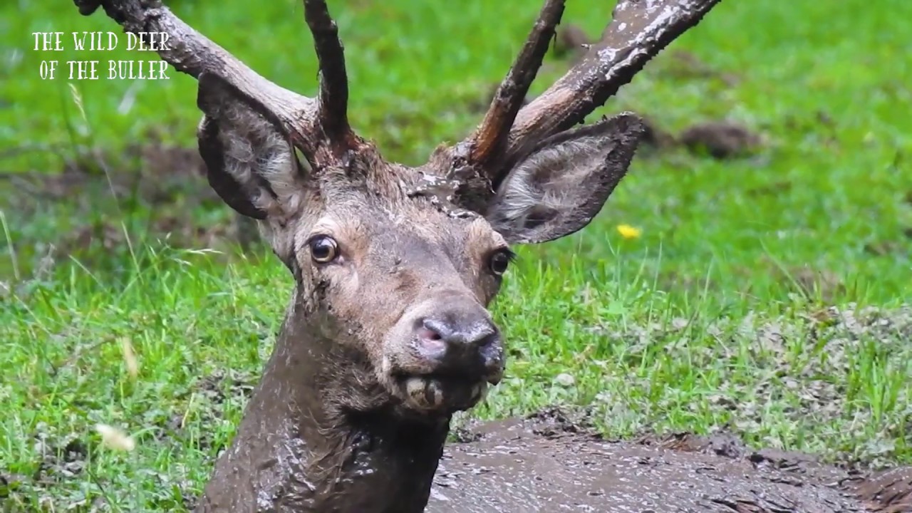 Johnny and the Wild Deer of the Buller, Part Three 'The Wallow' - YouTube