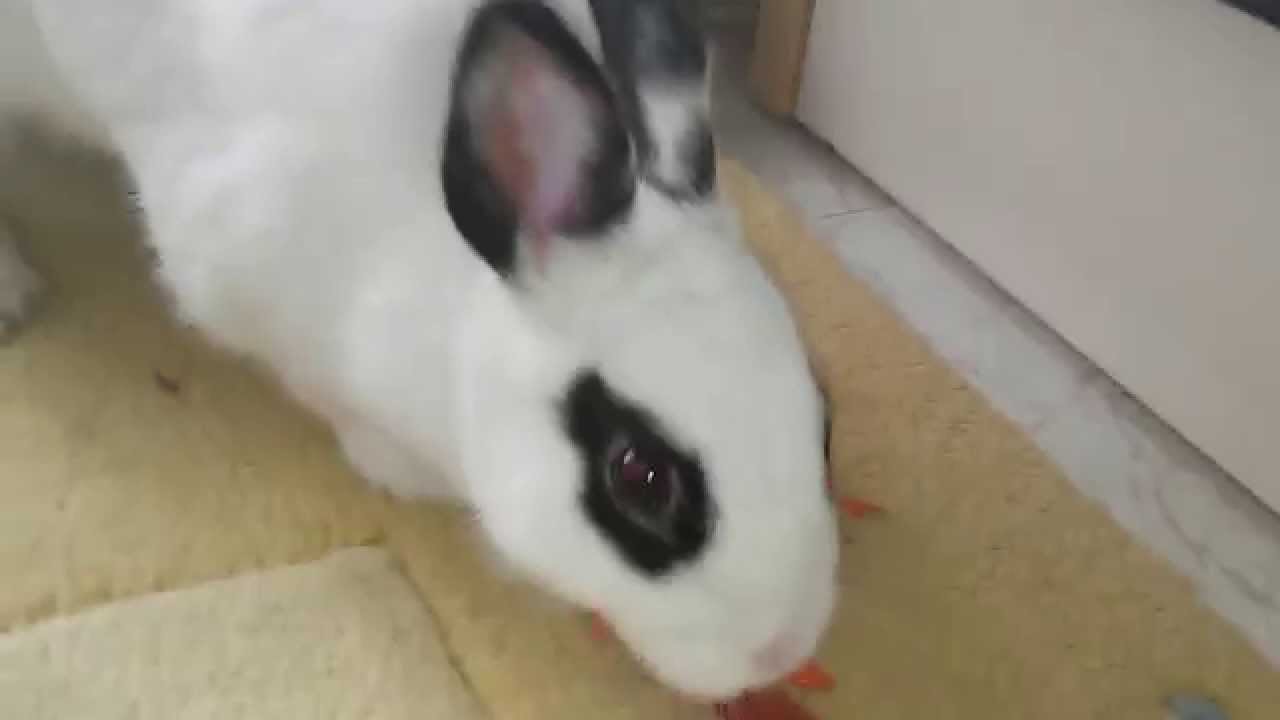 Conejo de raza hotot / Rabbit race hotot - YouTube