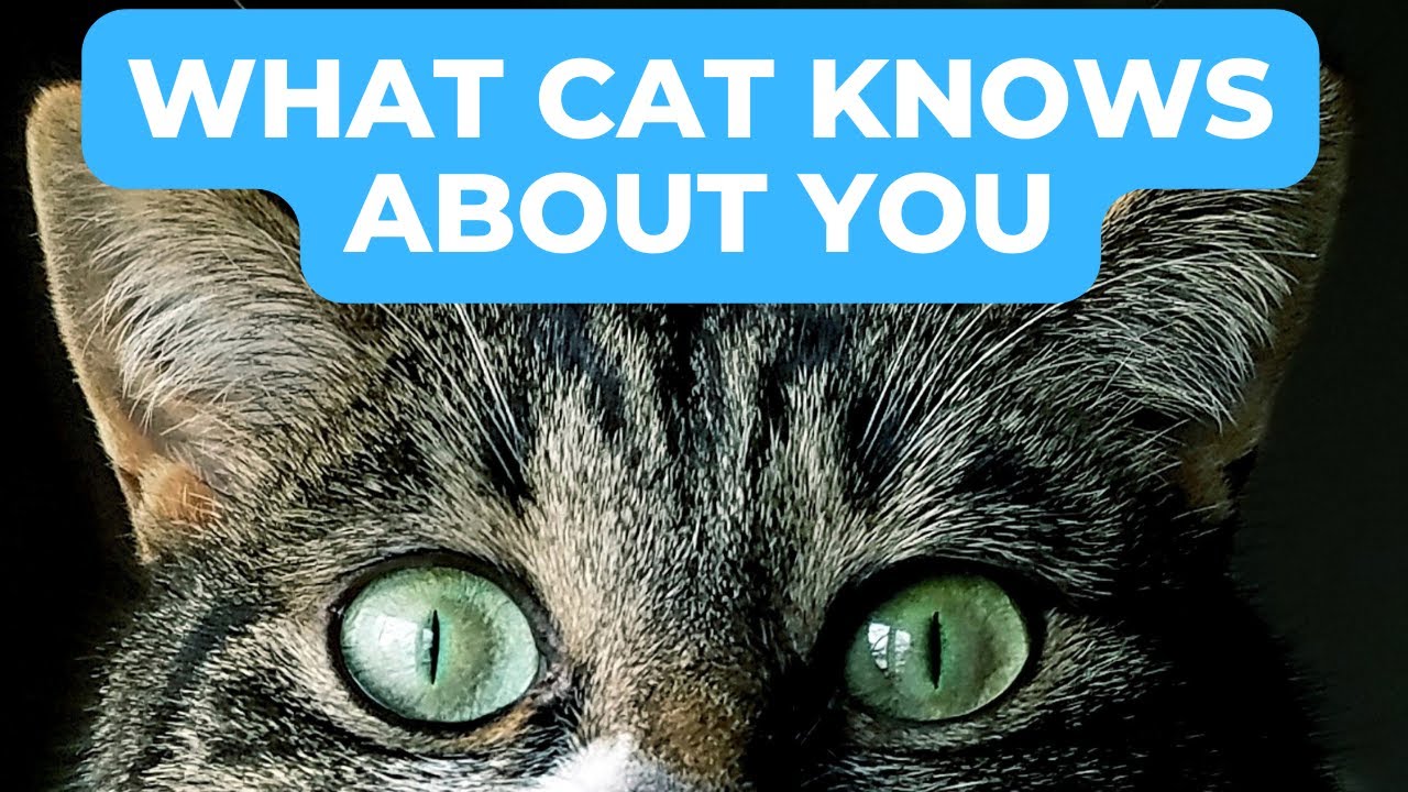 What Your Cat Knows About You. You never guess - YouTube