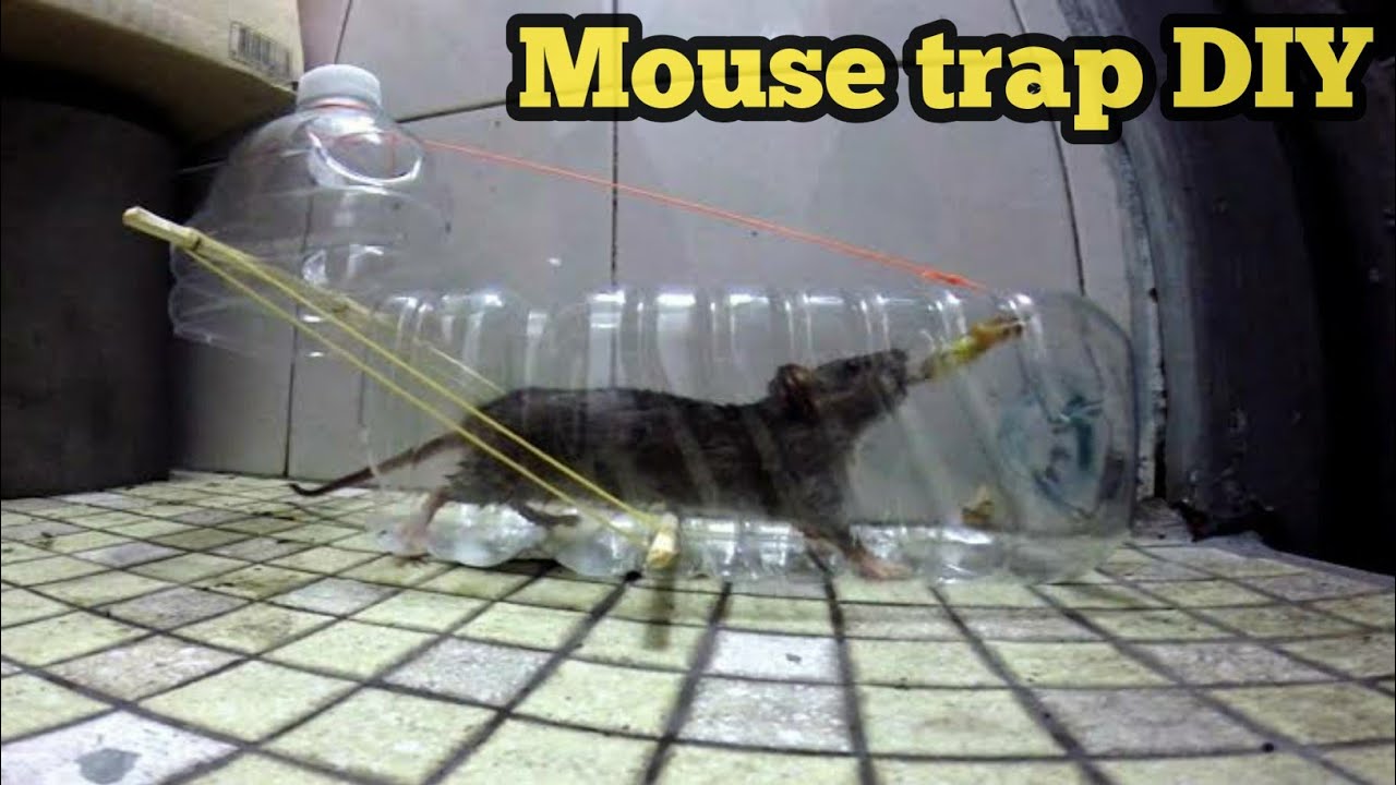 HOW TO MAKE MOUSE TRAP AT HOME DIY. - YouTube