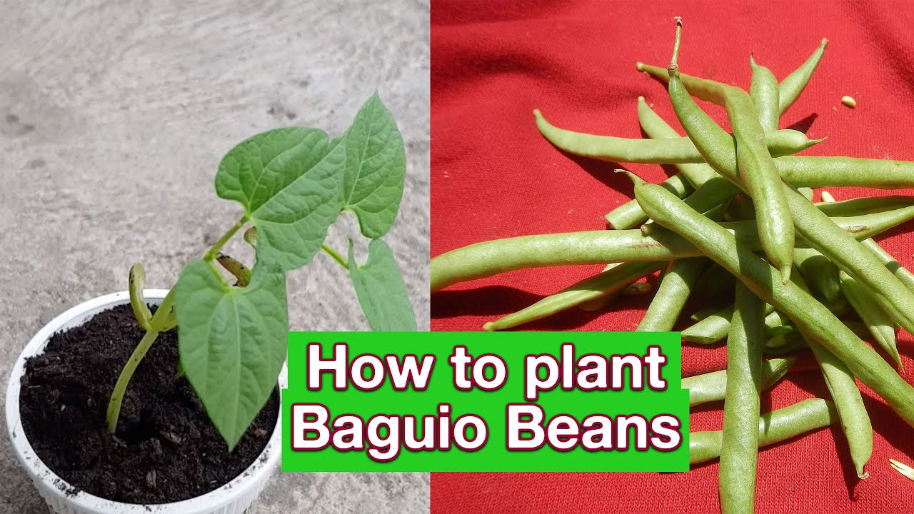 Ang tamang pagtatanim ng Baguio Beans | How to grow baguio beans ...