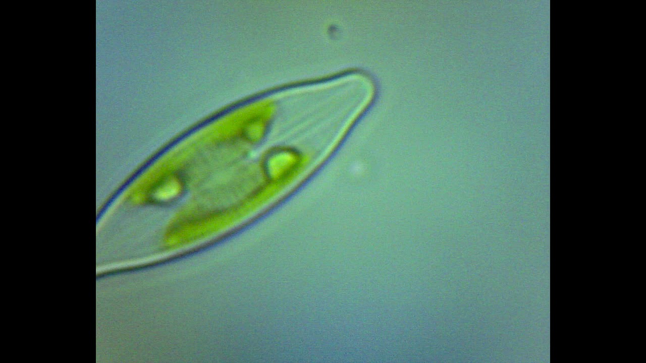 Water 2000X magnified - YouTube