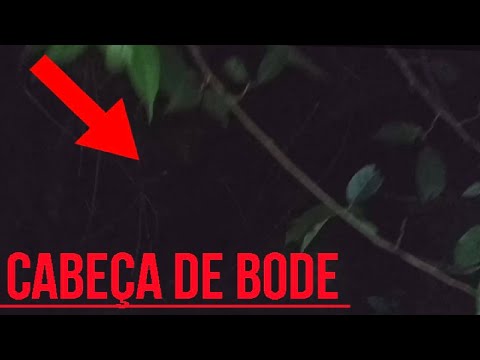 A lenda do cabeça de bode Casadores de Lendas - YouTube