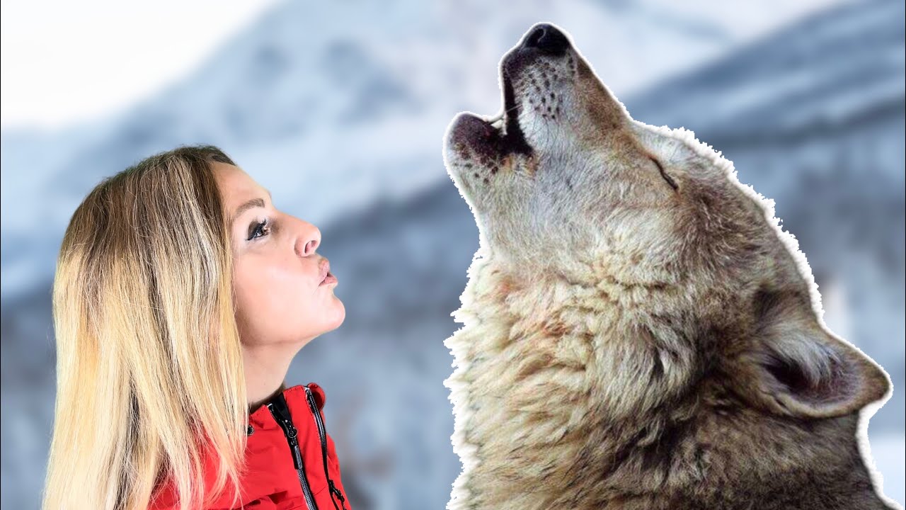WHY DO WOLVES HOWL? - I explain the different howls & what they mean ...