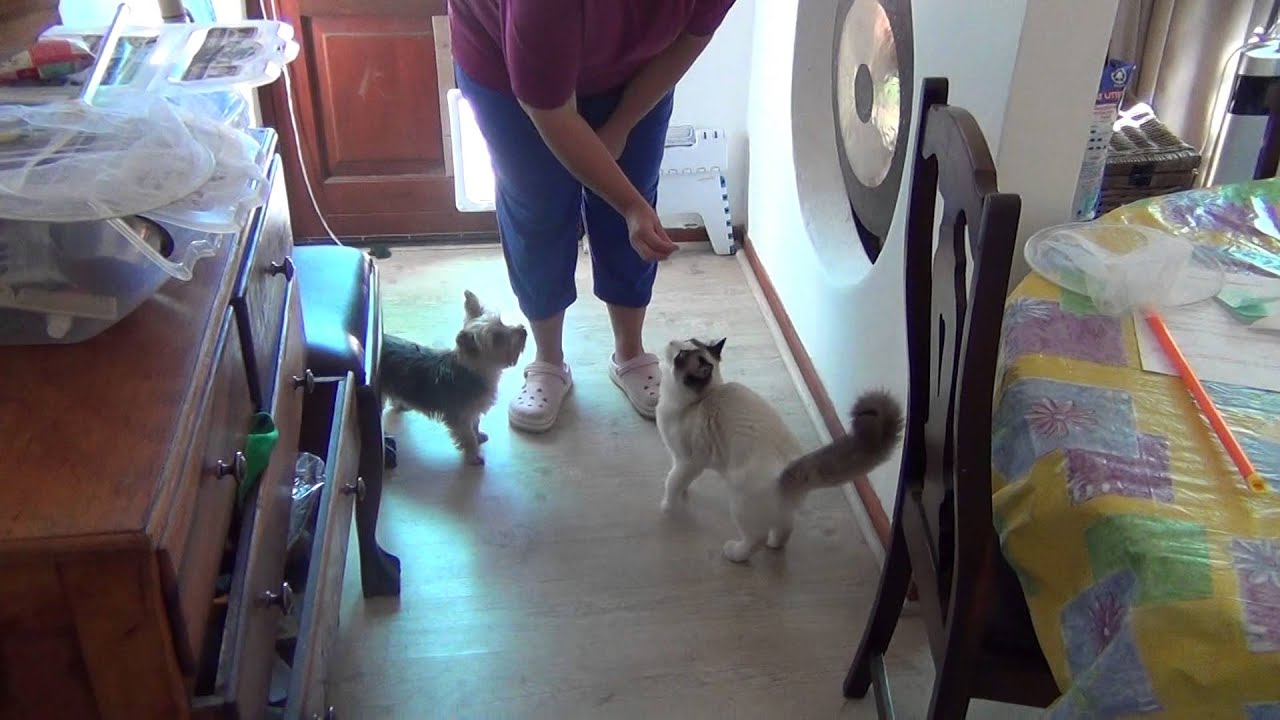 peanut training - YouTube