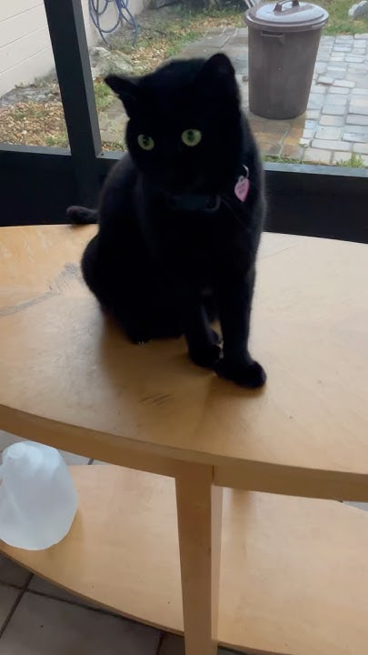 Catnip fiend #blackcatshortsvideo #prettycat #cat #cutecat #funny - YouTube