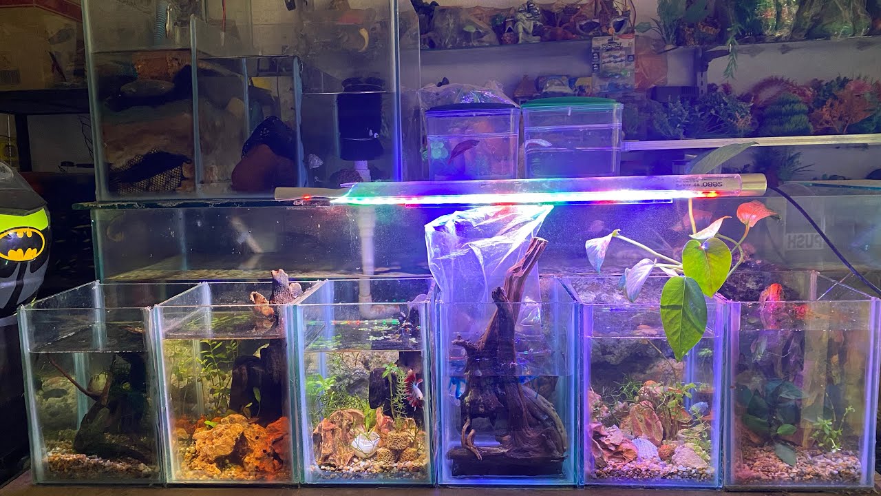 Available fishes @ Shiam aquarium shop #the shiam world - YouTube