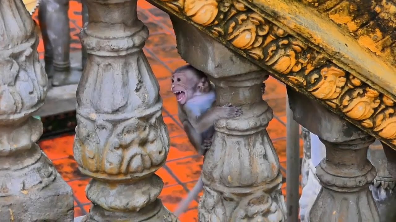 P i t t y Baby Monkey Papa Monkey Vaky disciplines child when annoys ...