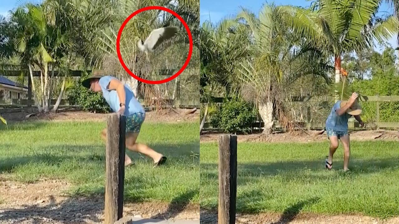 Man Gets Swooped By Bird's Angry Partner - YouTube