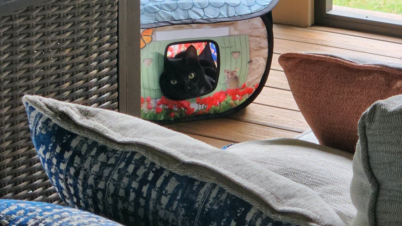 Gabriel, the black cat, wants to stay outside 😻🐦. #youtubevideo #cat # ...