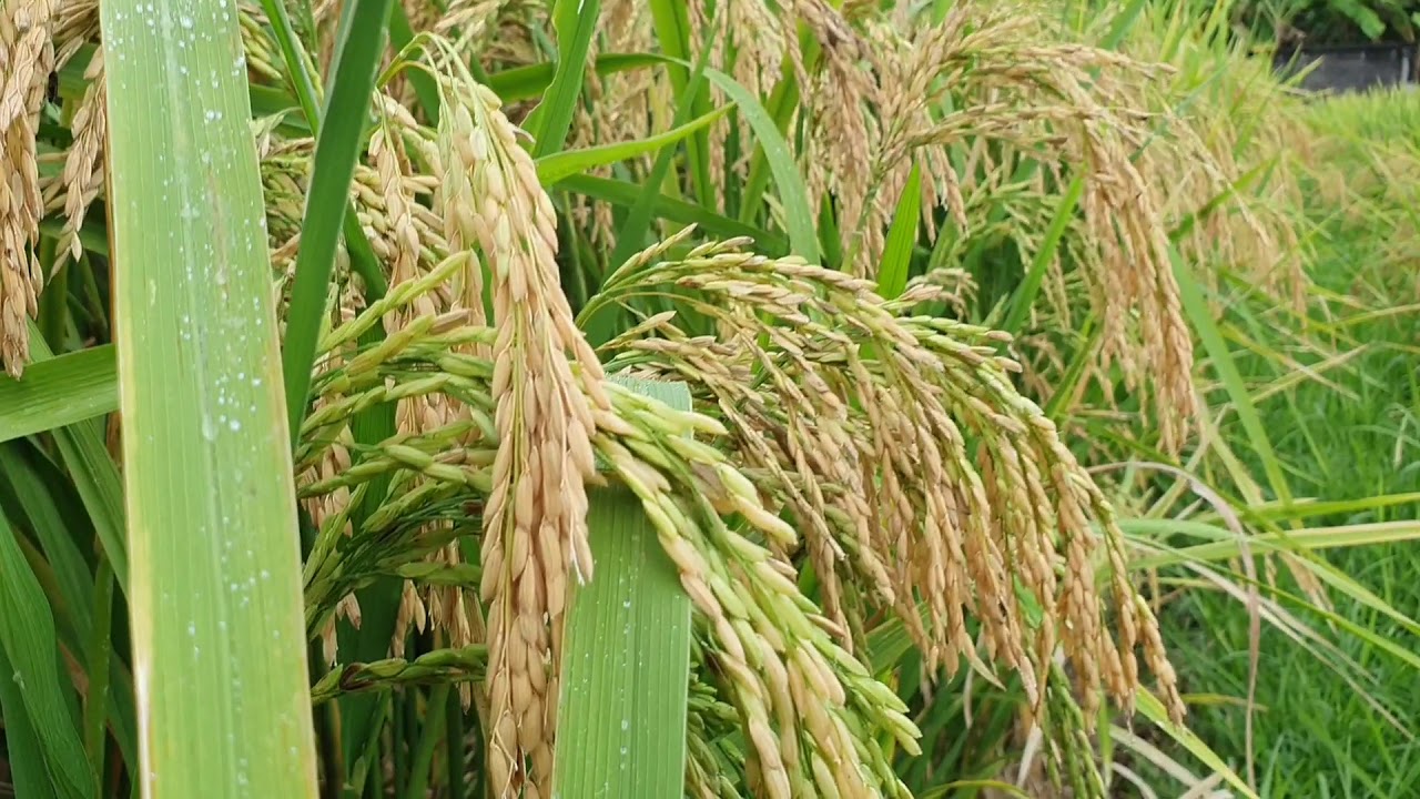 Padi Hibrida Super!!! STERLING SEEDS Maju Bersama Petani BALI... #Padi ...