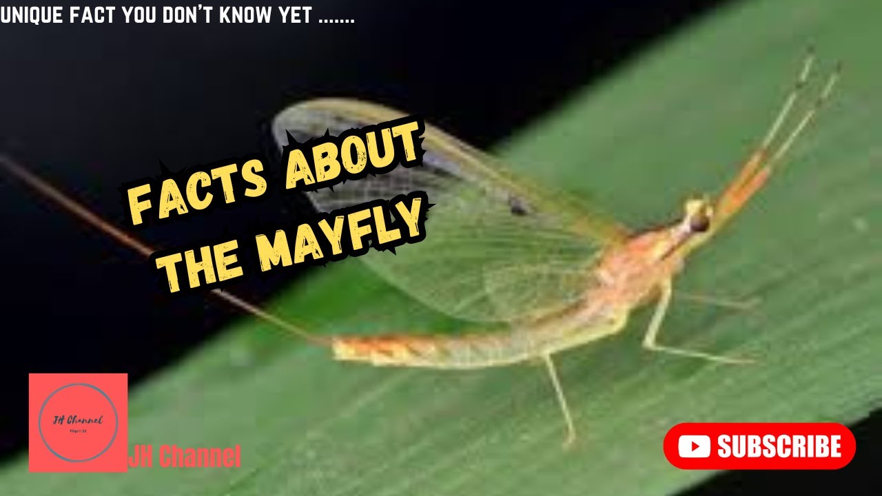 5 Unique Facts about the Mayfly, Unique facts you don't know yet… - YouTube
