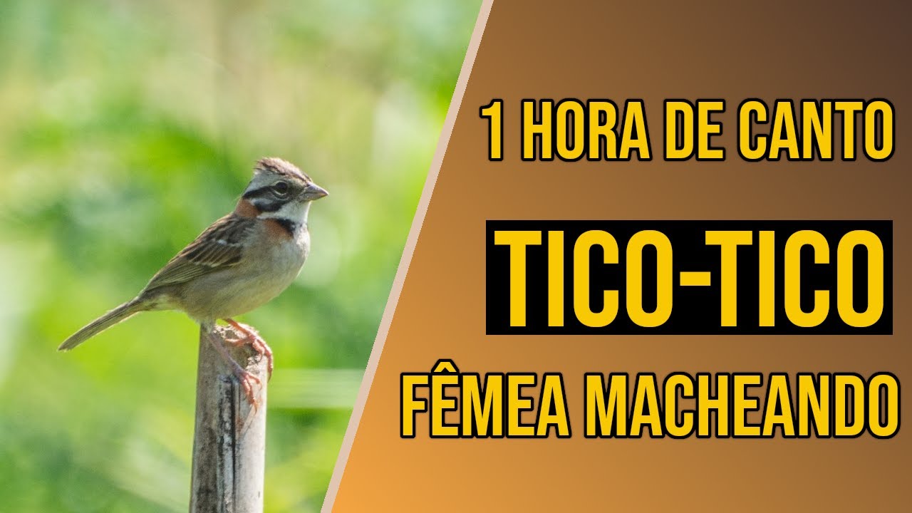 Fêmea de tico-tico macheando - YouTube