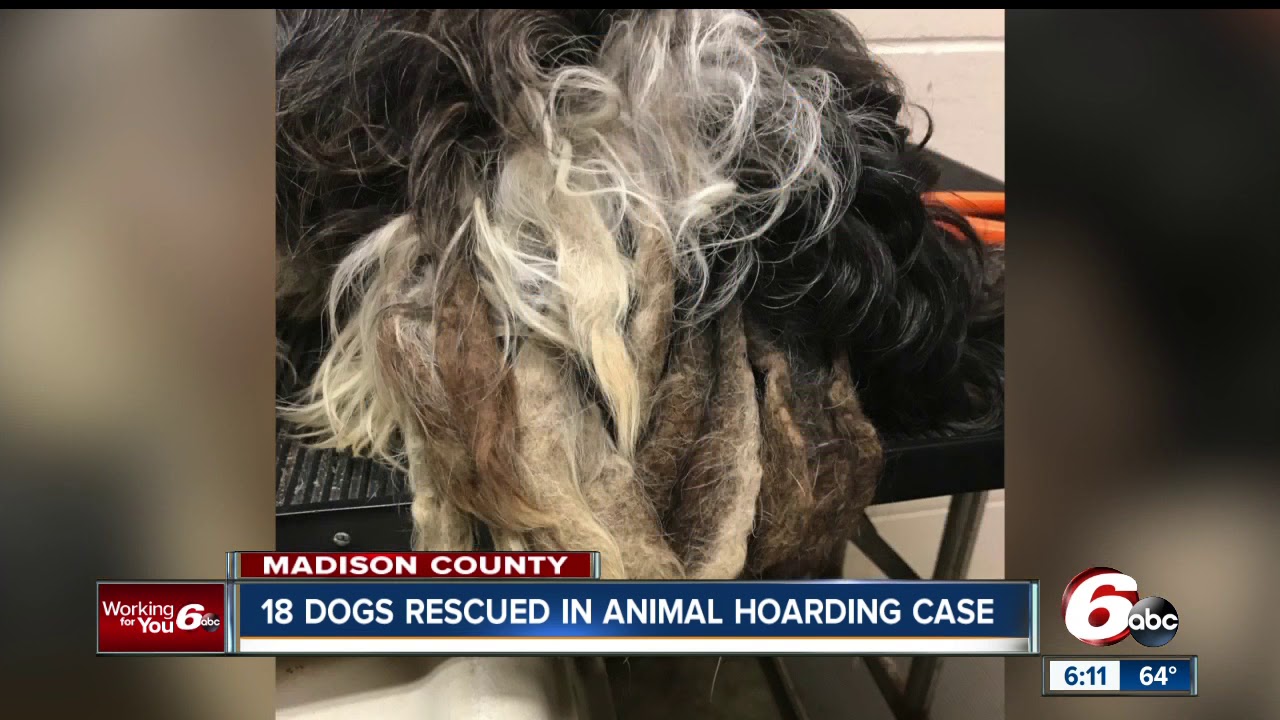 More than a dozen rescued from extreme hoarding situation in Madison ...