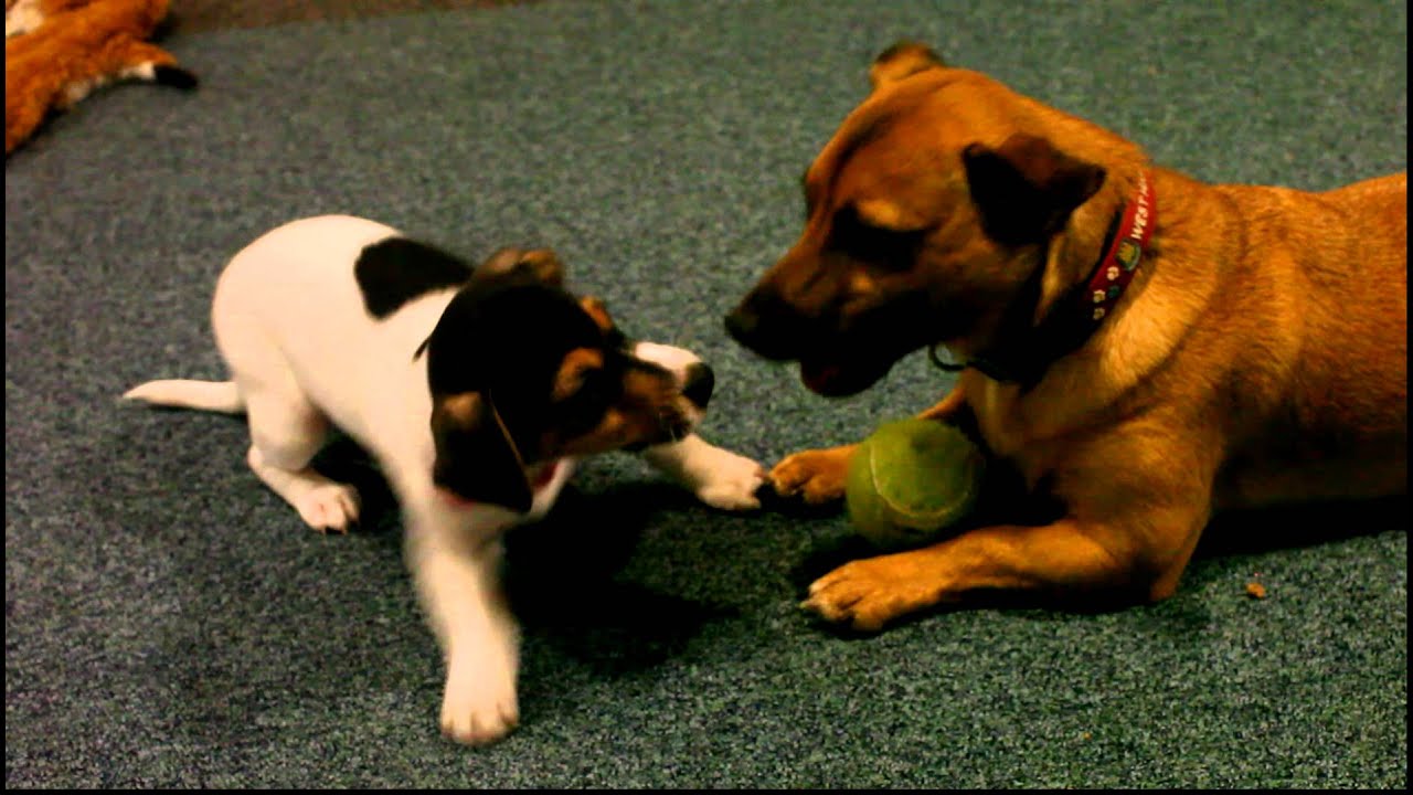 Tiggy & Fudge playing. - YouTube