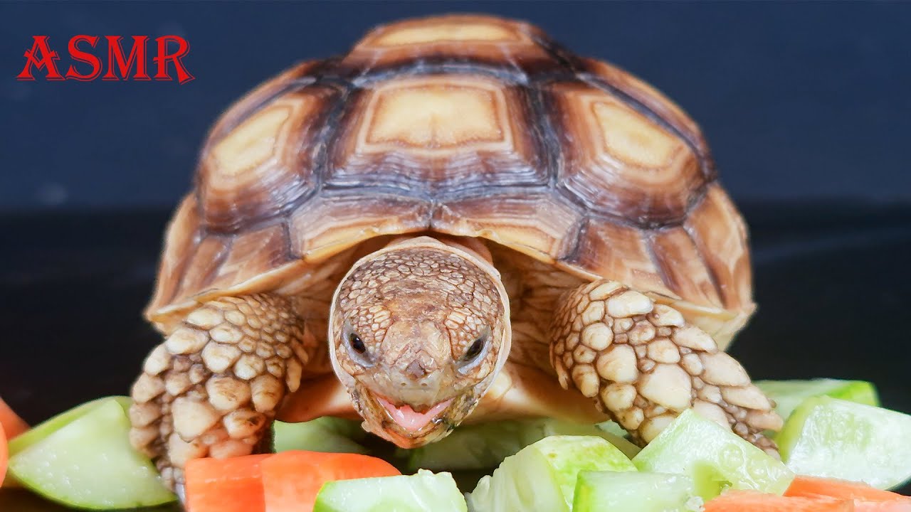 Tiny Turtle eating Vegetable Muckbang - YouTube