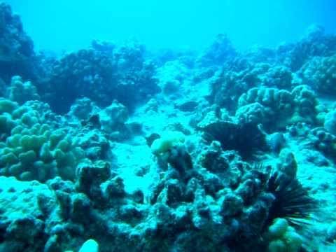 Kaiser Reef Exploration I - YouTube