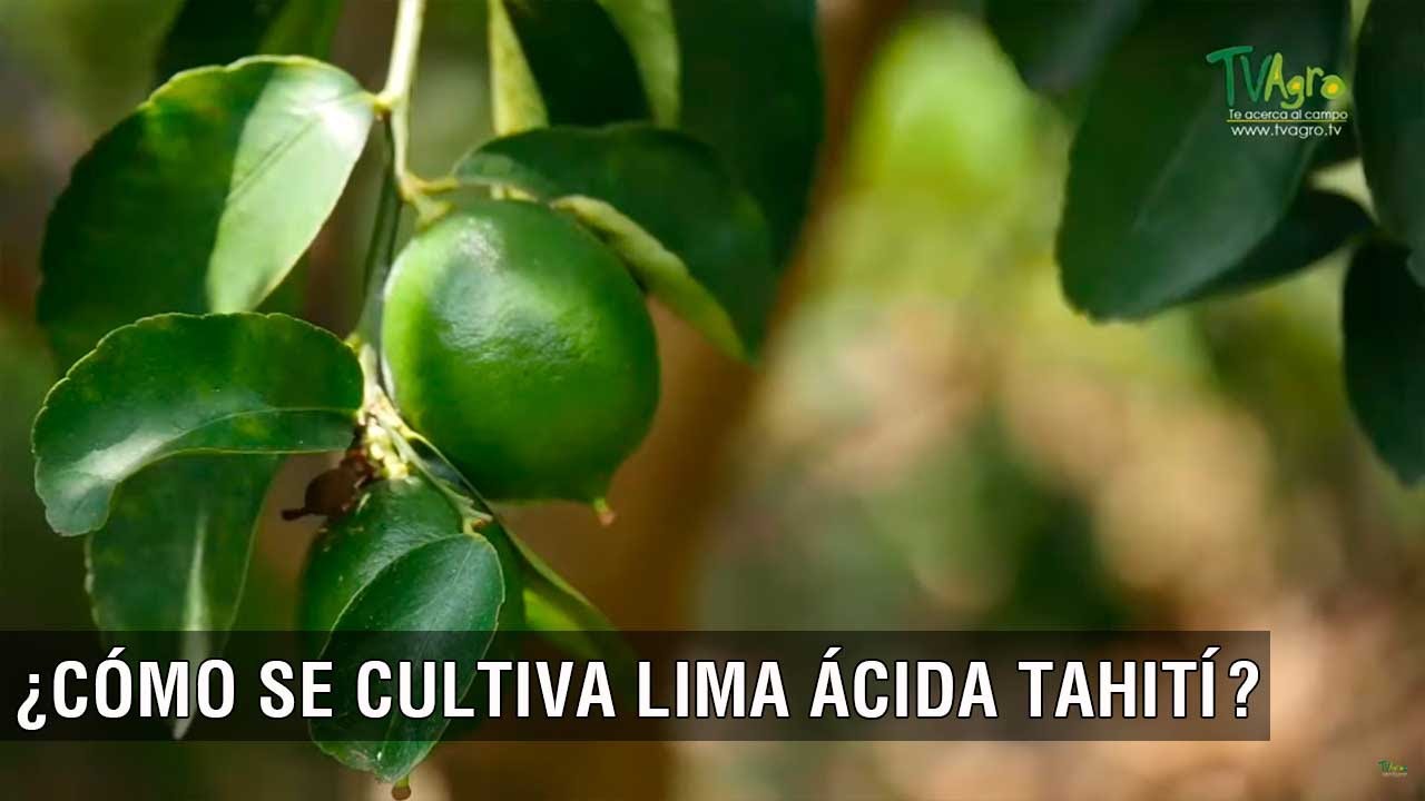 Cómo se cultiva Lima Ácida Tahití - TvAgro por Juan Gonzalo Angel ...