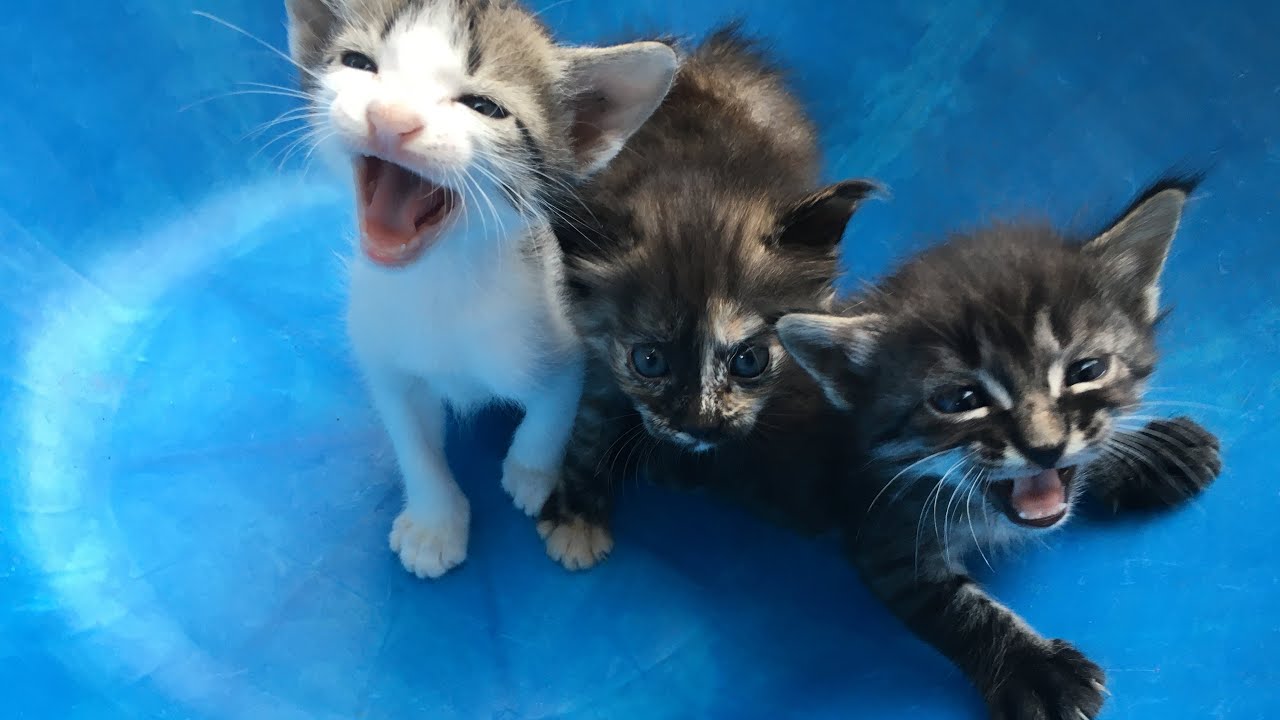 Little kittens meowing and talking - Cute cat video ADM technique - YouTube